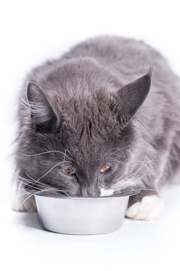 Cat Mainkun Stock Photos - Free & Royalty-Free Stock Photos from Dreamstime