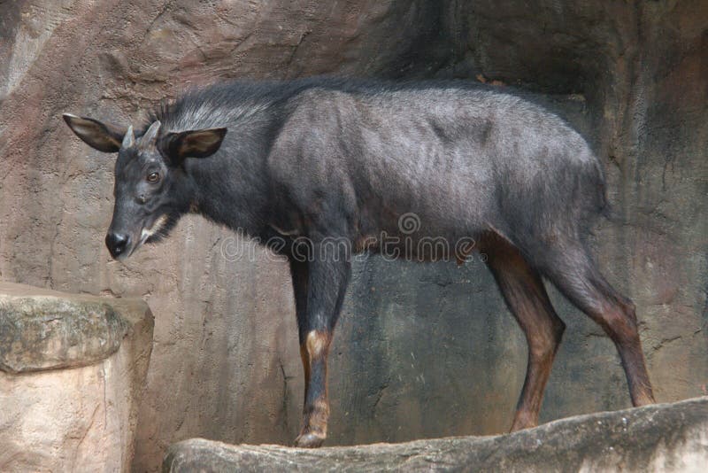 Mainland serow stock image. Image of mammalia, mainland - 47485841