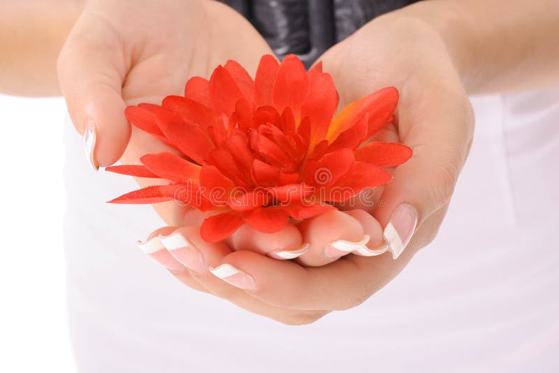 Mains Admirablement Manicured Retenant Des Fleurs Photo stock - Image ...