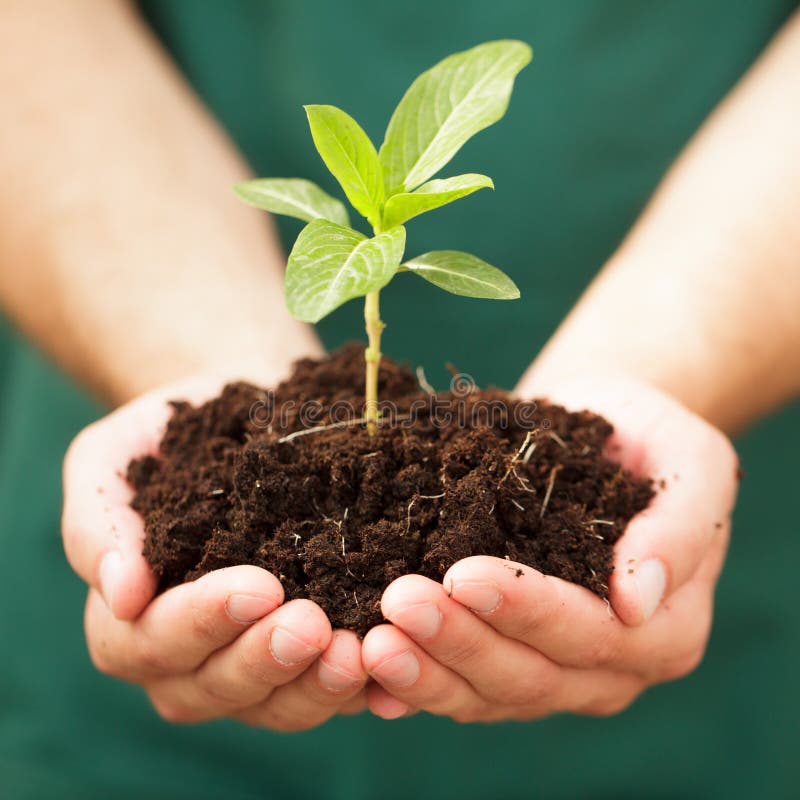 Mains tenant une pousse image stock. Image du main, blanc - 34853693