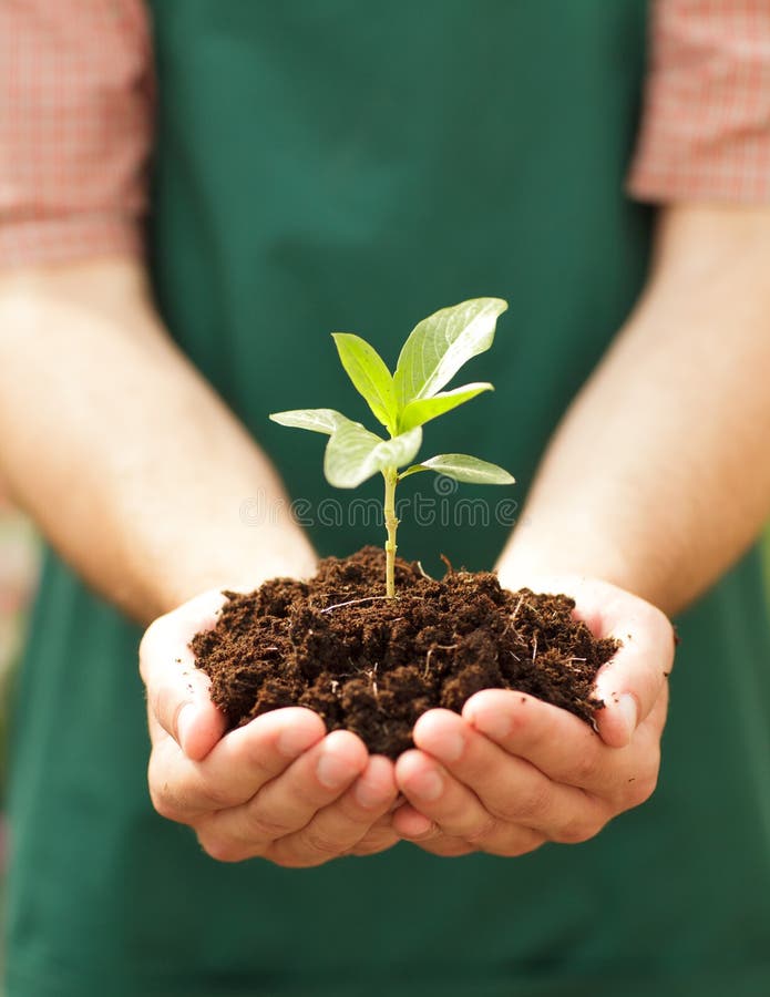 Mains tenant une pousse image stock. Image du gens, durée - 34853851