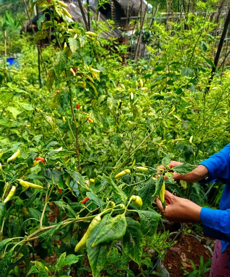Maintaining cayenne pepper stock image. Image of horizontal - 373056571