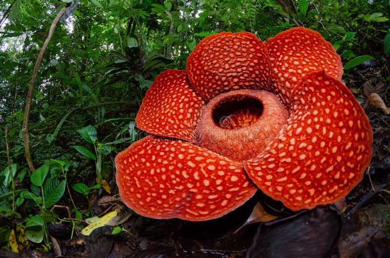 A Maior Flor Do Mundo, Rafflesia Arnoldii Foto de Stock - Imagem de ...