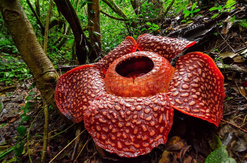 A Maior Flor Do Mundo Rafflesia Arnoldii Foto de Stock - Imagem de ...