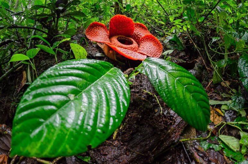 A Maior Flor Do Mundo Rafflesia Arnoldii Imagem de Stock - Imagem de ...