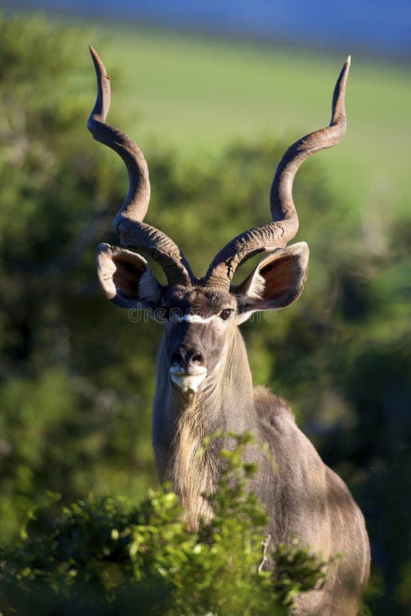 Maior Kudu imagem de stock. Imagem de wildlife, parque - 23410447