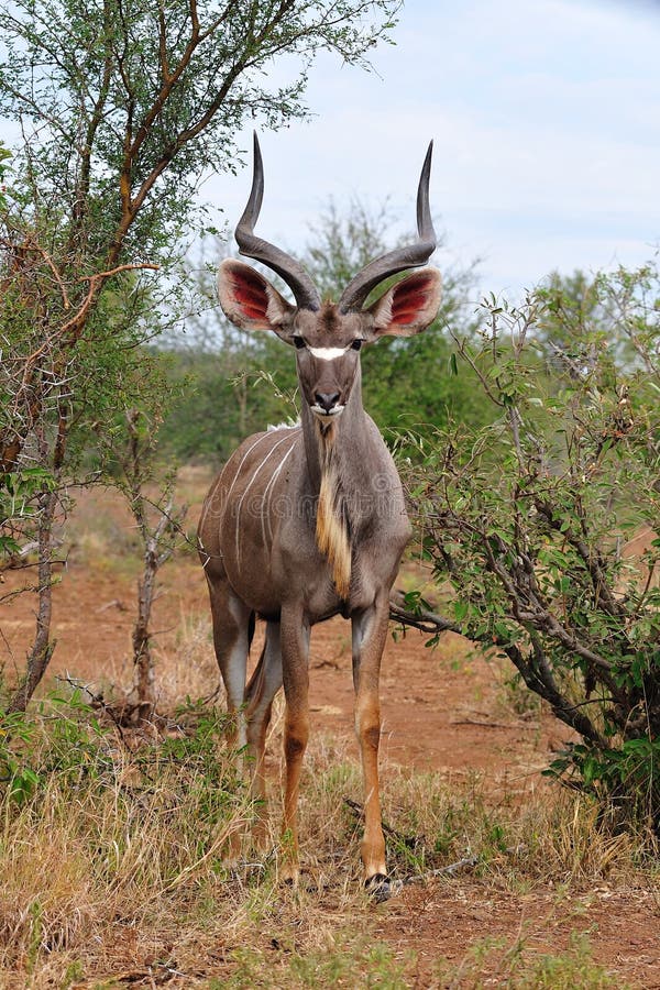 Maior Macho De Kudu (strepsiceros Do Tragelaphus) Imagem de Stock ...