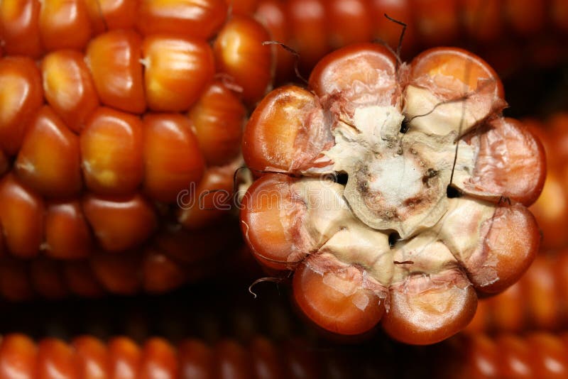 Mais stock image. Image of closeup, cereal, nutrition - 14163847