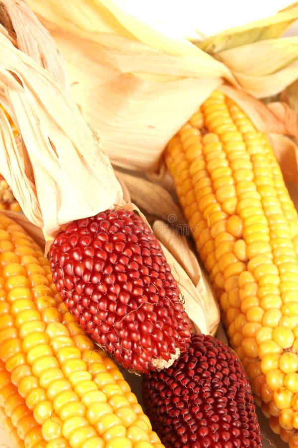 Mais stockbild. Bild von makro, dekorativ, gelb, trocken - 21433913