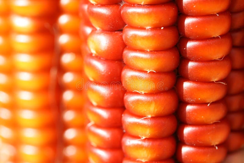 Mais stock photo. Image of mais, variety, closeup, extreme - 21593894