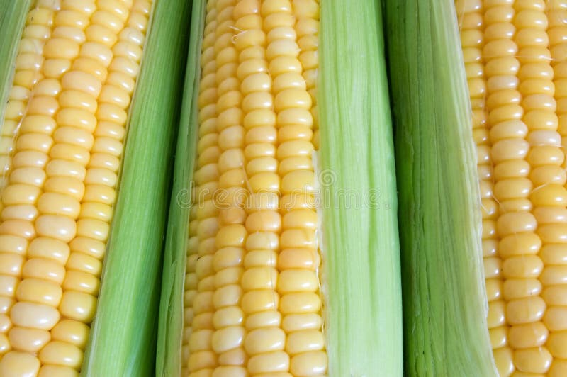 Mais stockbild. Bild von sommer, gesund, gelb, essen, farbe - 2647181