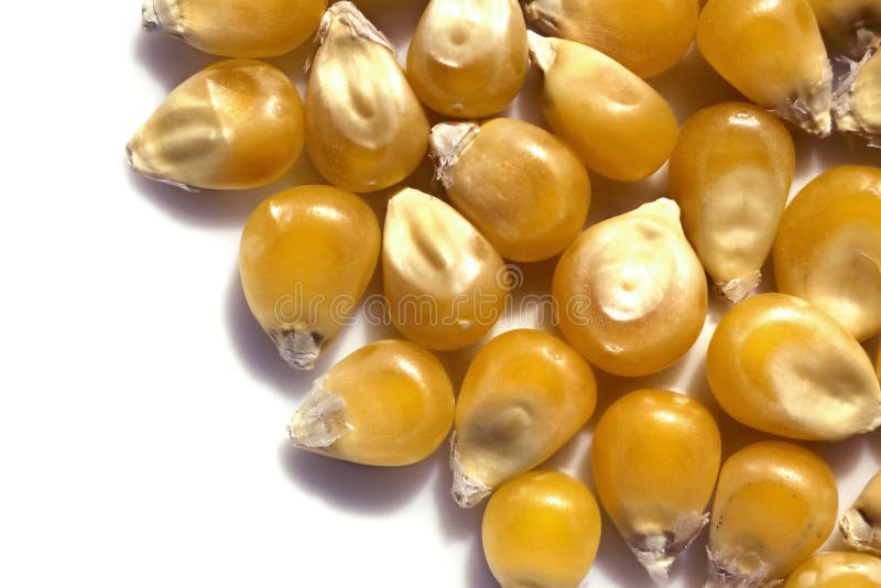Mais stock photo. Image of sweetcorn, texture, produce - 4660178