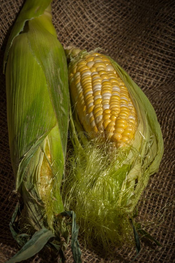 Some Mais Corn Stock Photos - Free & Royalty-Free Stock Photos from ...