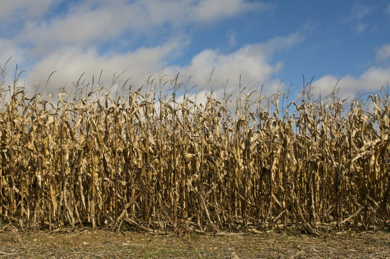 Mais-Feld stockfoto. Bild von wachstum, gesund, nave - 11561834
