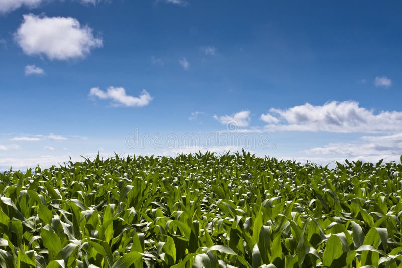Mais-Feld stockfoto. Bild von landschaft, getreide, bewirtschaften ...