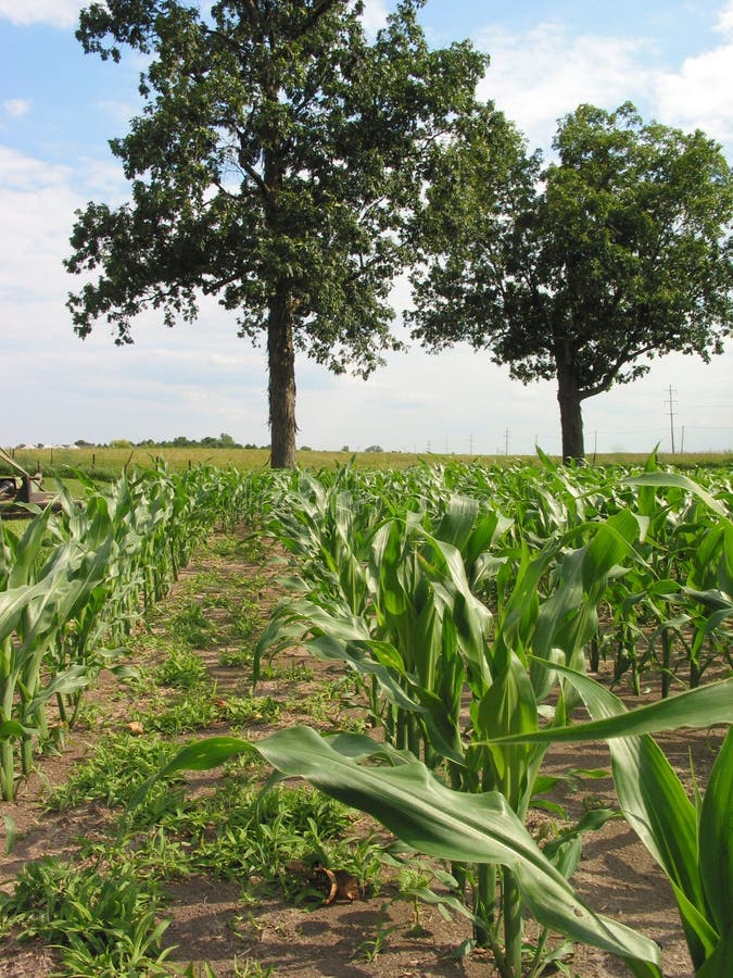 Mais-Feld - 3 stockfoto. Bild von betrieb, bauernhof, zentral - 8048
