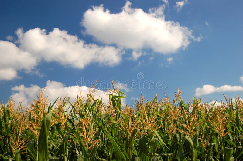 Mais-Feld stockfoto. Bild von himmel, feld, nahrung, mais - 3094336