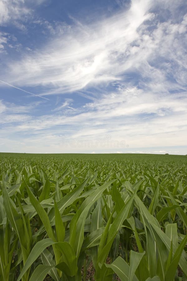 Mais-Feld stockfoto. Bild von landschafts, alkohol, grün - 6041658