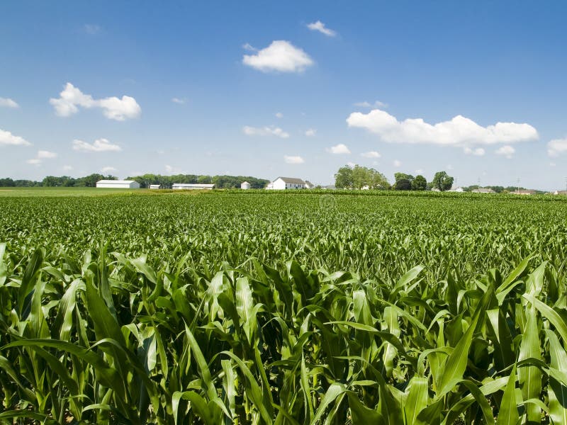 Mais-Feld stockfoto. Bild von landschaft, getreide, bewirtschaften ...