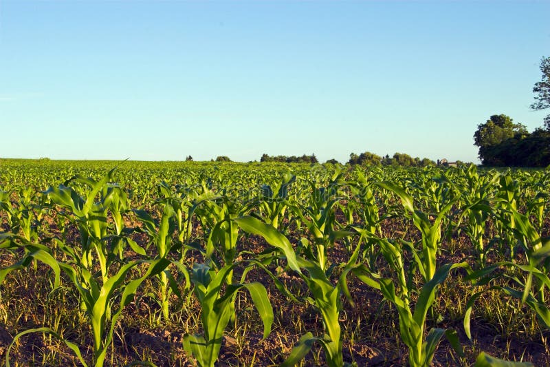 Reihe von Mais stockbild. Bild von frisch, landwirtschaft - 5913379