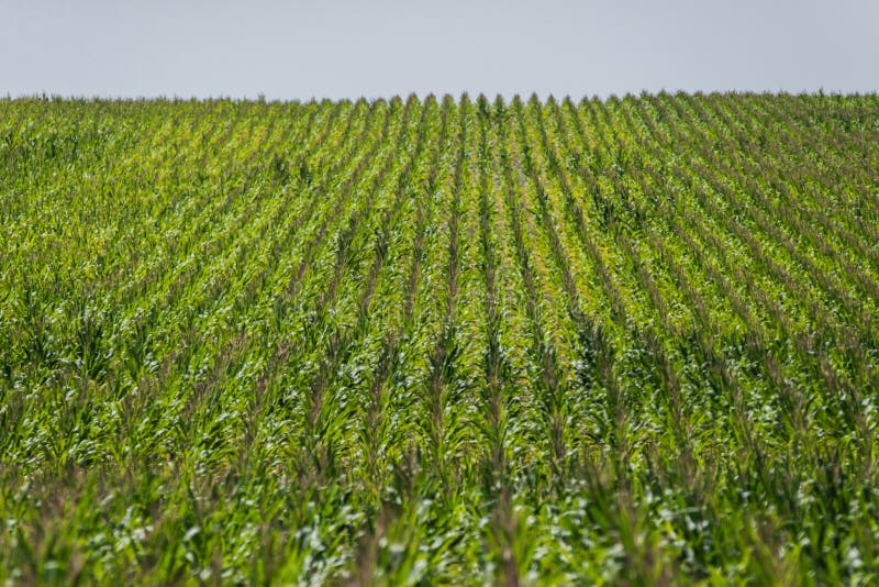 Mais-Feld auf Bauernhof stockbild. Bild von nave, landwirtschaft - 91883227