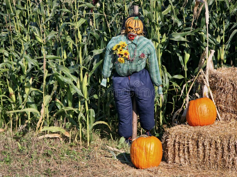Mais-Feld stockbild. Bild von boden, organisch, wachsen - 32516007