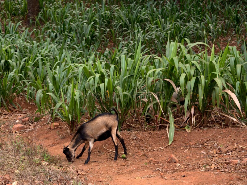 Mais stock image. Image of cultivation, goat, rural, agriculture - 71793395