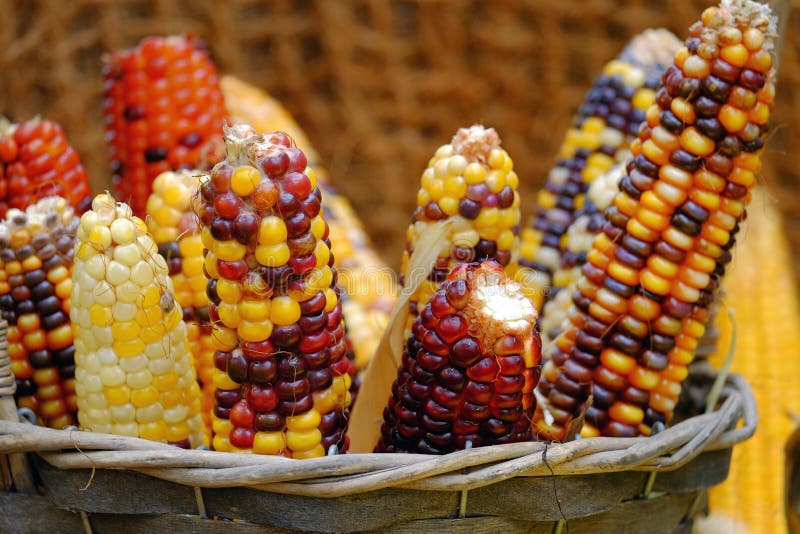 Mais im Korb stockfoto. Bild von getreide, früchte, pfeiler - 77367908