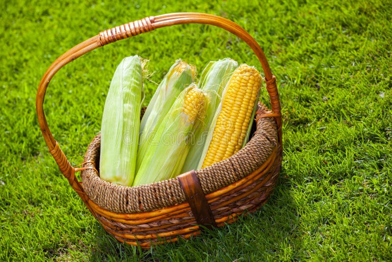 Mais im Korb stockfoto. Bild von getreide, früchte, pfeiler - 77367908