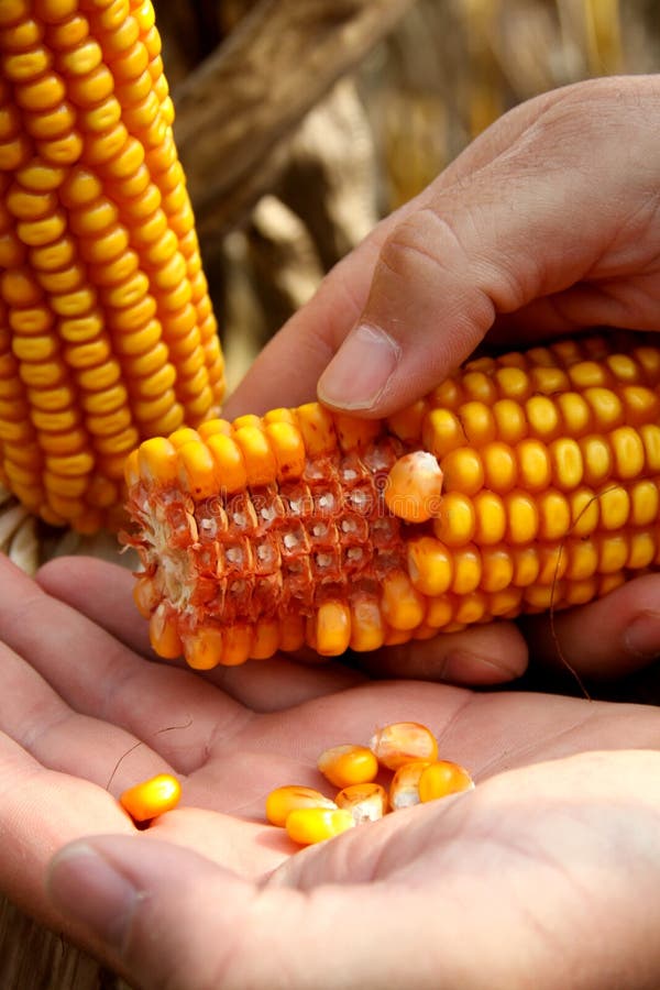 Mais - Mais auf der Hand stockfoto. Bild von nave, steuerung - 19000446