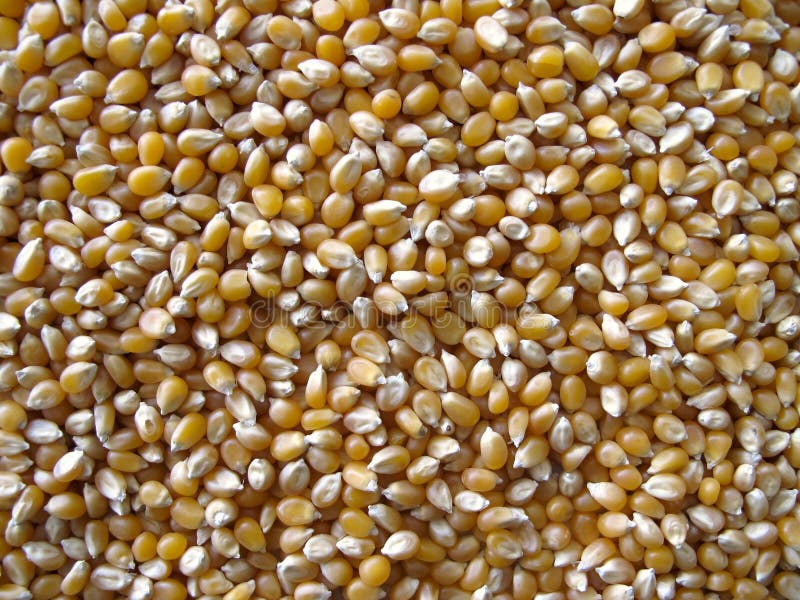 4,174 Mais Stock Photos - Free & Royalty-Free Stock Photos from Dreamstime