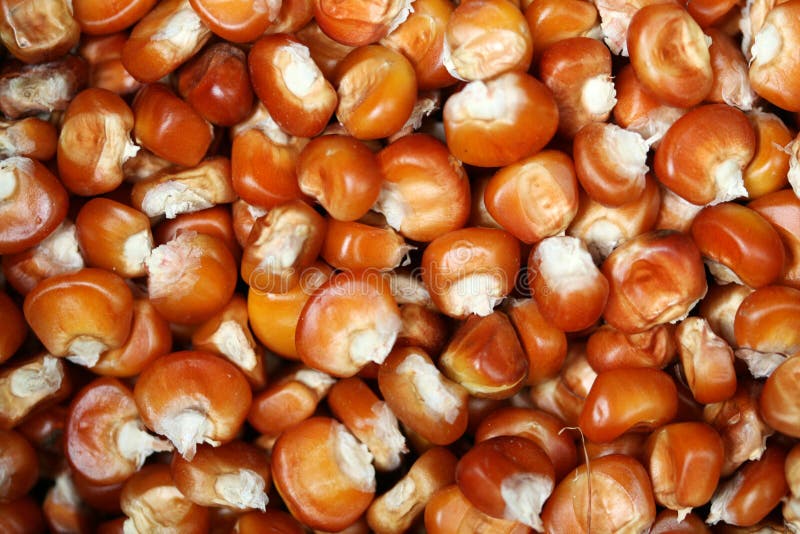 Mais seeds stock photo. Image of health, variety, indian - 14220734