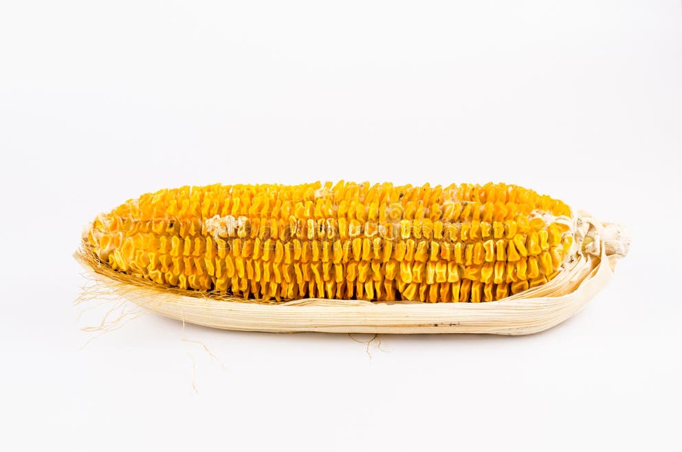 Mais wurde mit Form faul stockbild. Bild von abfall, leben - 56261339