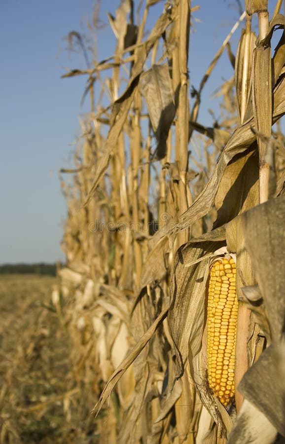 Maise close up stock image. Image of food, leaf, crops - 12730895