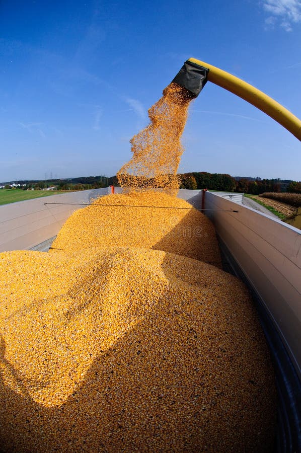 Maisernte stockfoto. Bild von führen, ernte, mais, gelb - 7633394