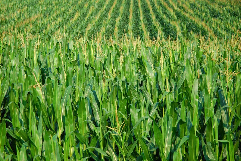 Maisfeld stockbild. Bild von land, feld, gemüse, bauernhof - 13639131
