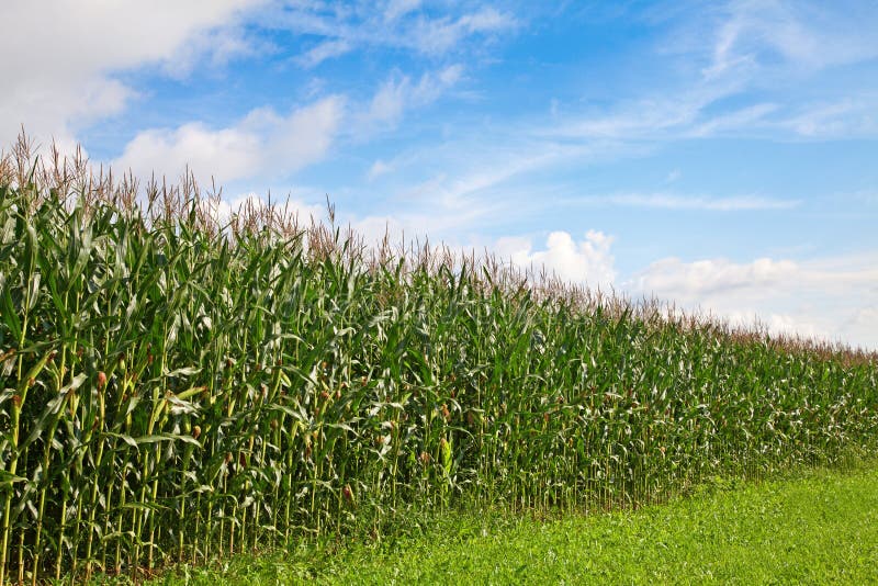 Maisfeld stockfoto. Bild von rasen, gras, wolke, nahrung - 24995608