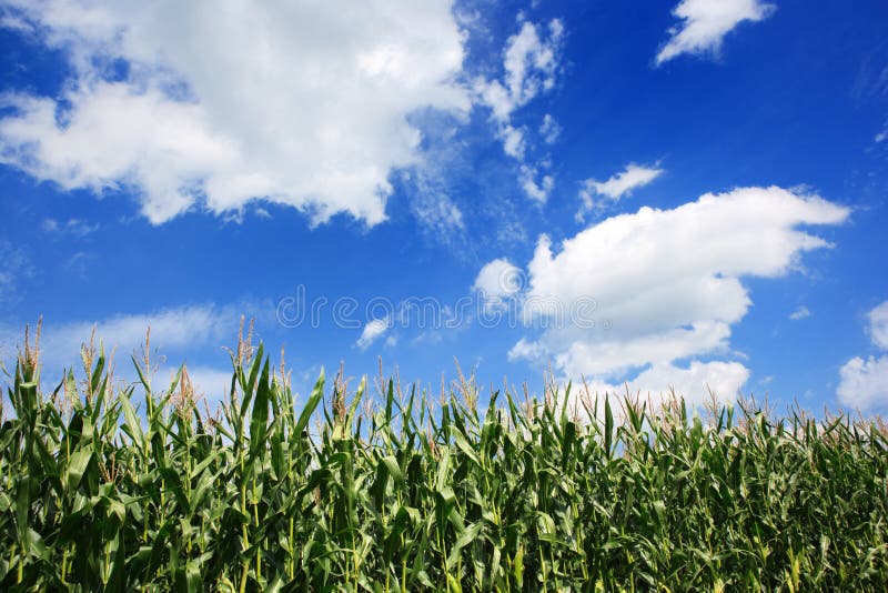 Maisfeld bereit zur Ernte stockfoto. Bild von wachstum - 140329440