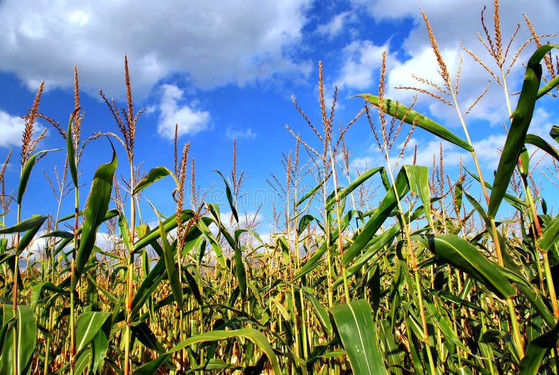 Maisfeld lokalisiert stockfoto. Bild von wachsen, jahreszeit - 29749428