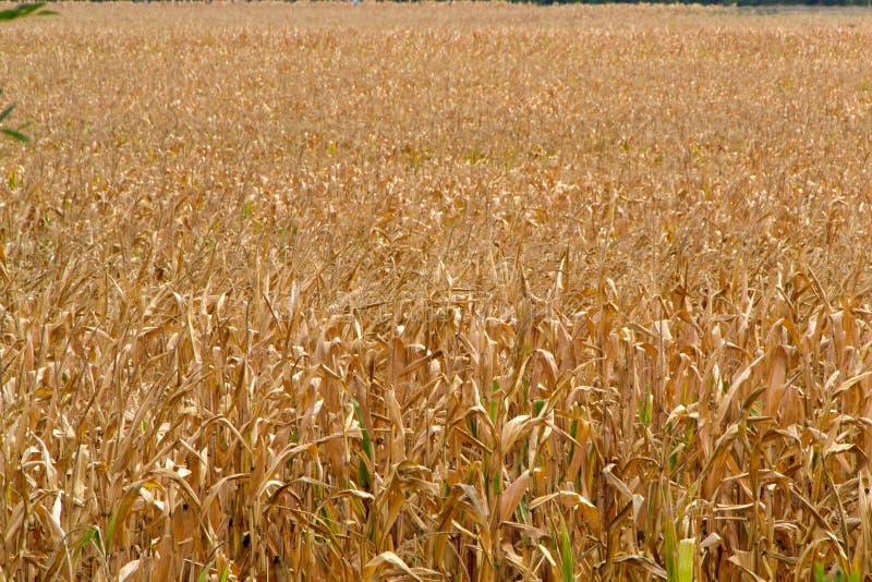 Maisfeld, Bereiten Für Ernte Vor Stockbild - Bild von blau, rüber: 99622531