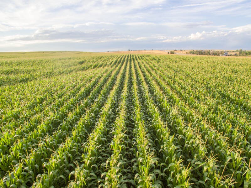 Maisfeld bei Portugal. stockbild. Bild von portugal, maisfeld - 11782049