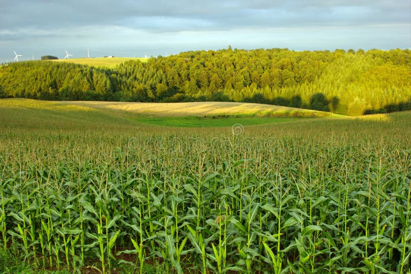 Maisfeld in der Landseite stockbild. Bild von auslegung - 58200957