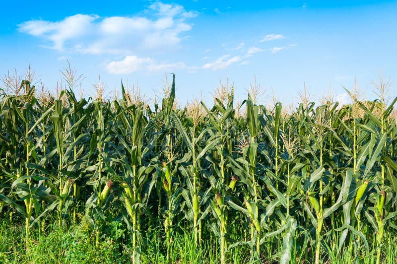 Mais-Feld stockfoto. Bild von wachstum, gesund, drau - 11561834