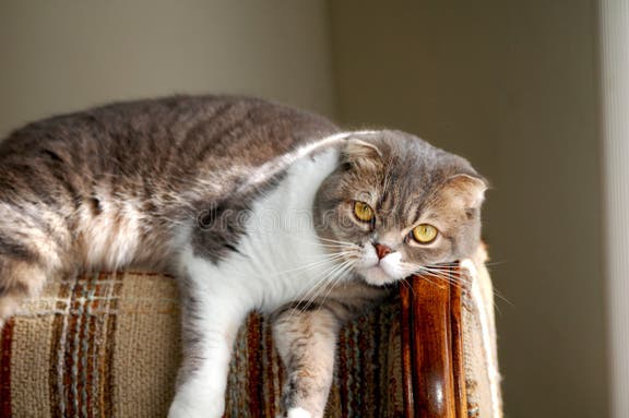 111 Maisie Filedot Stock Photos - Free & Royalty-Free Stock Photos from ...