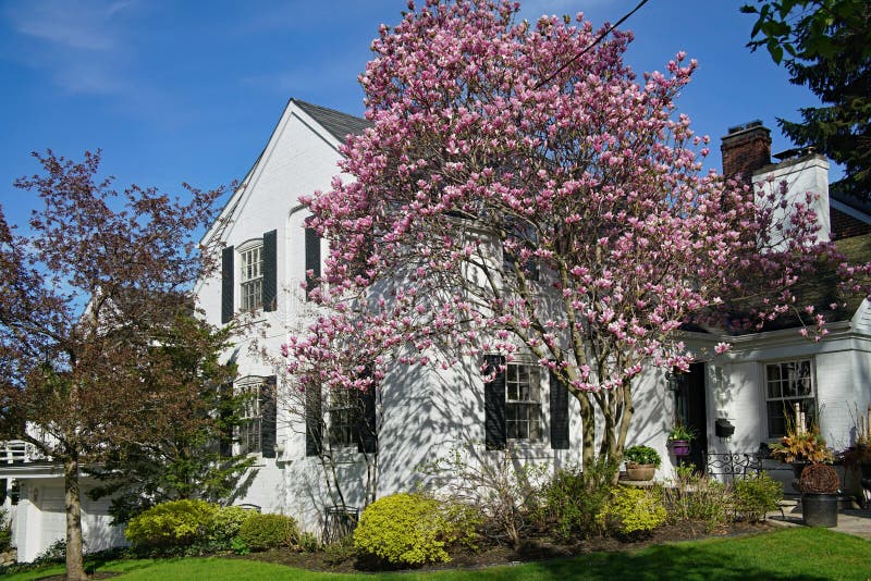 Maison Avec Magnolia En Fleurs Image stock - Image du magnolia, pignon ...