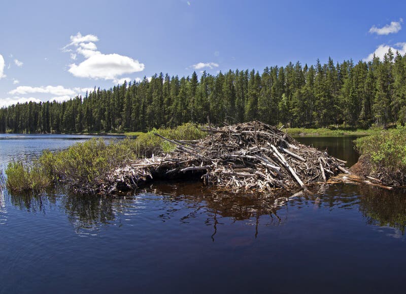 Maison de castor photo stock. Image du matériau, sauvage - 55604532