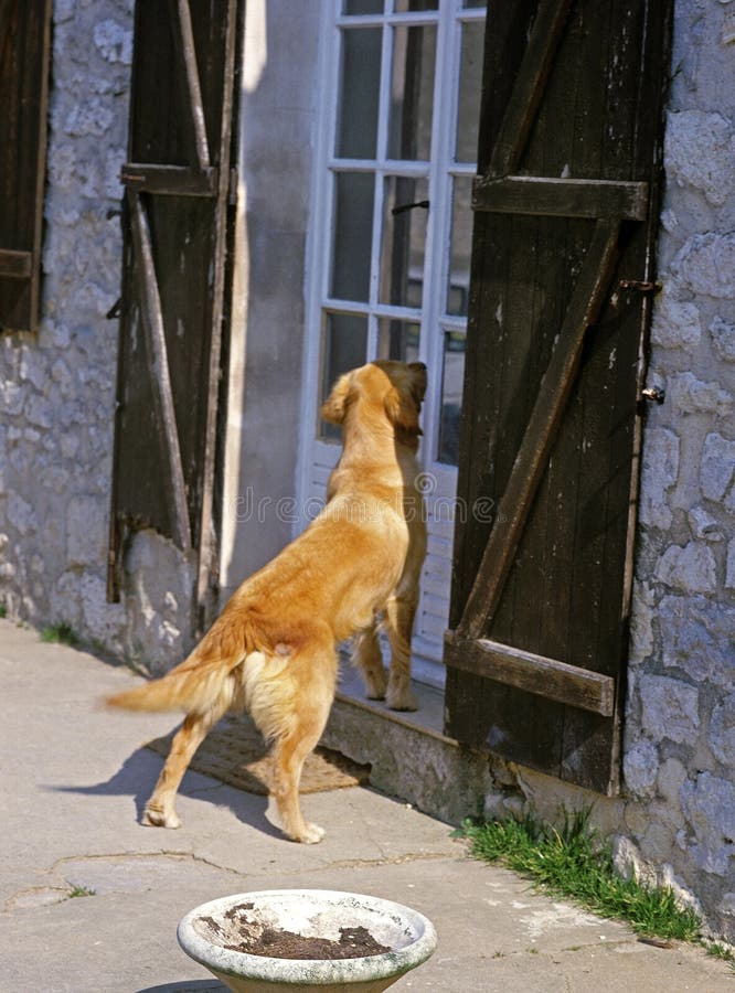 Maison De Chien De Garde Du Golden Retriever Photo stock - Image du ...