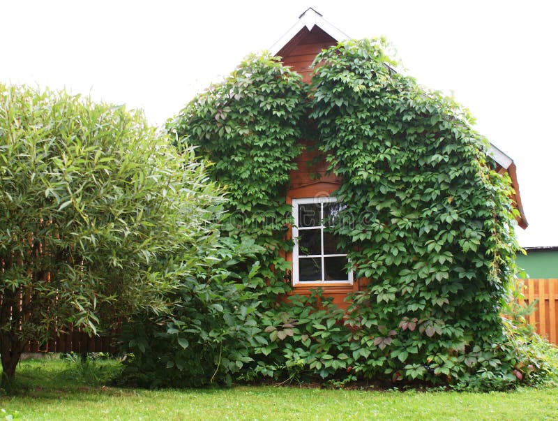 Maison Minuscule Couverte De Lierre Photo stock - Image du hublot ...