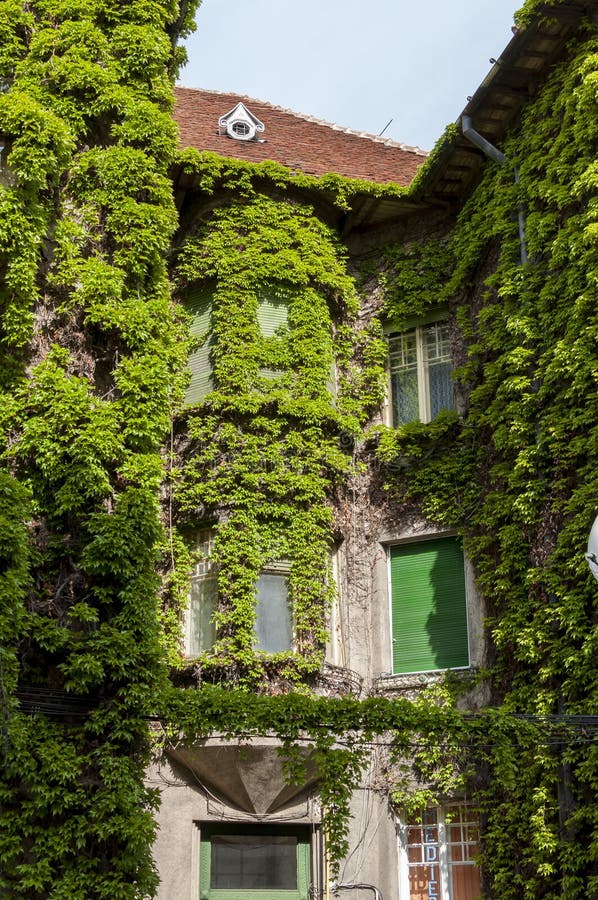 Maison Recouverte De Lierre Photo stock - Image du couleur, normal ...