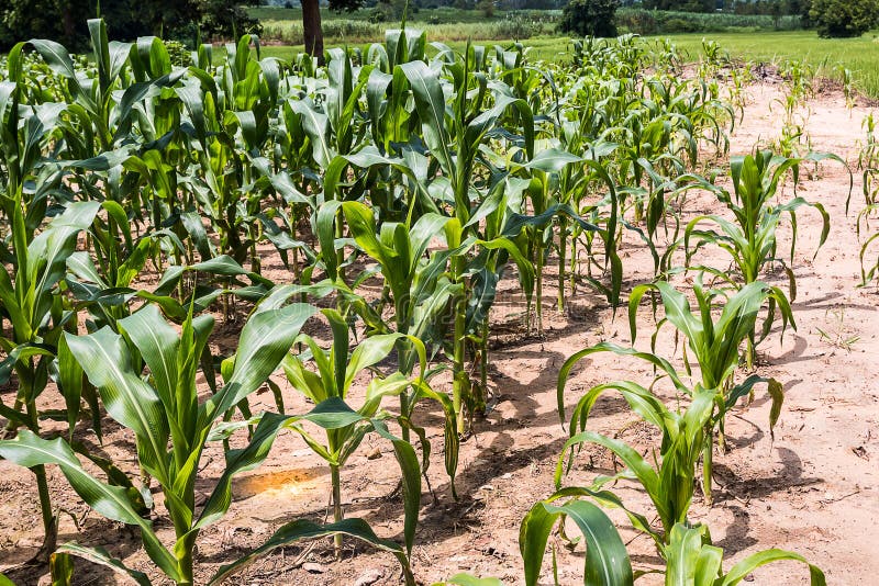 Maispflanze stockfoto. Bild von garten, frisch, betrieb - 103527240